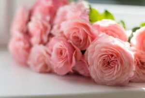 12 flores diferentes que quase se parecem com rosas - Rota Verde