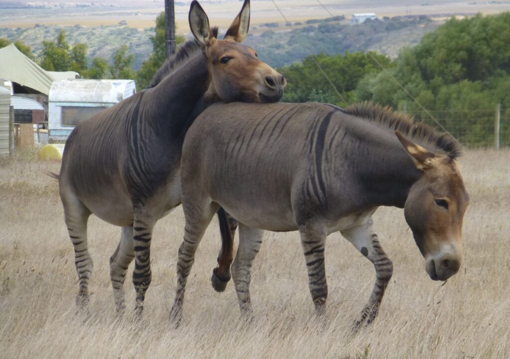 Animais Híbridos: O Encontro de Duas Identidades - Rota Verde
